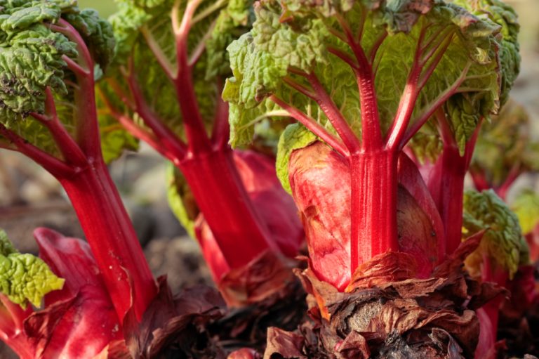 How to Grow Rhubarb: Diseases, Harvesting and Recipes - Countryside